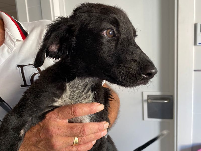 Hunde – Hundeleben Saar