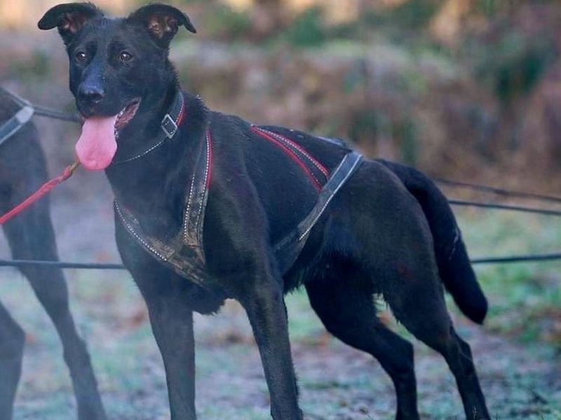 Hunde – Hundeleben Saar