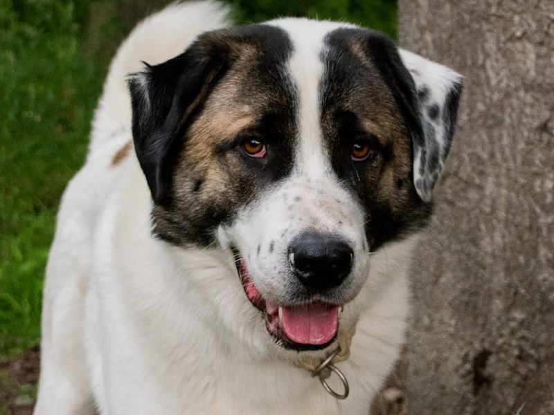 Hunde – Hundeleben Saar